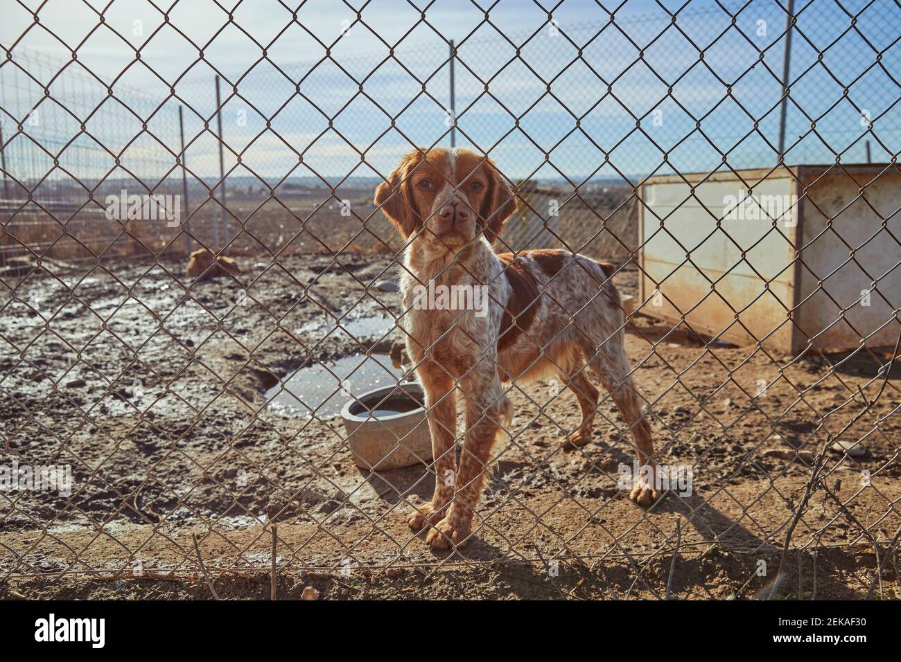 Hunting dog standing behind fence on mud during sunny day Stock Photo ...