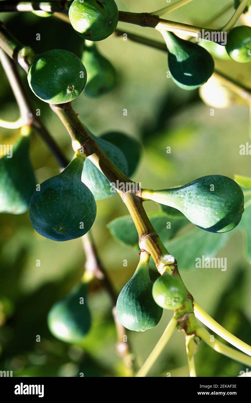 Close up of figs on a tree Stock Photo - Alamy