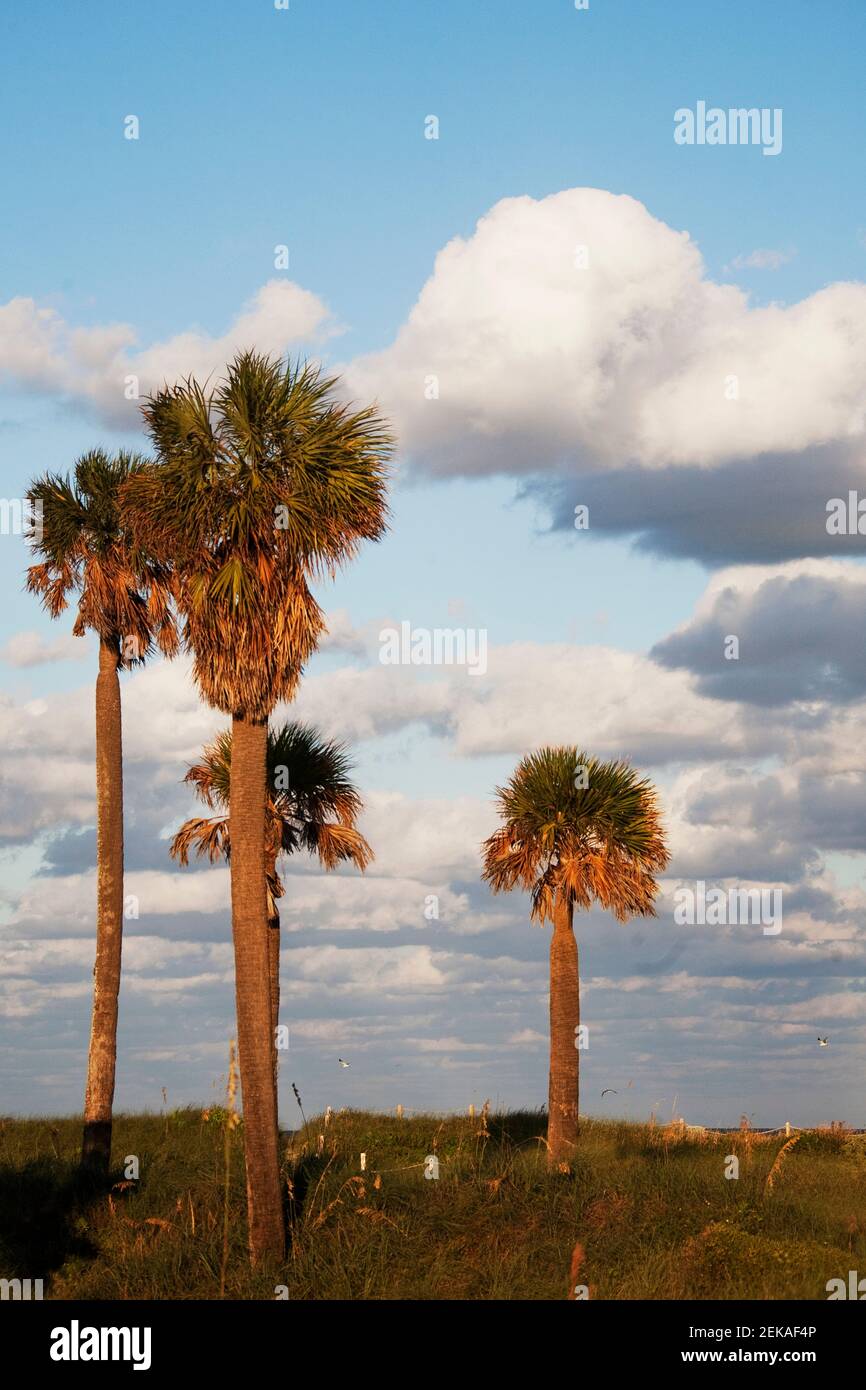 Palm trees on the beach, Miami Beach, Florida, USA Stock Photo - Alamy