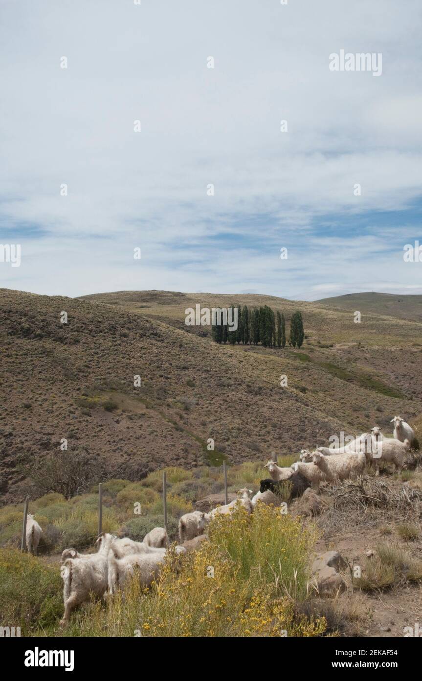 Flock of sheep in a field, Cordillera de los Andes, Argentina Stock ...