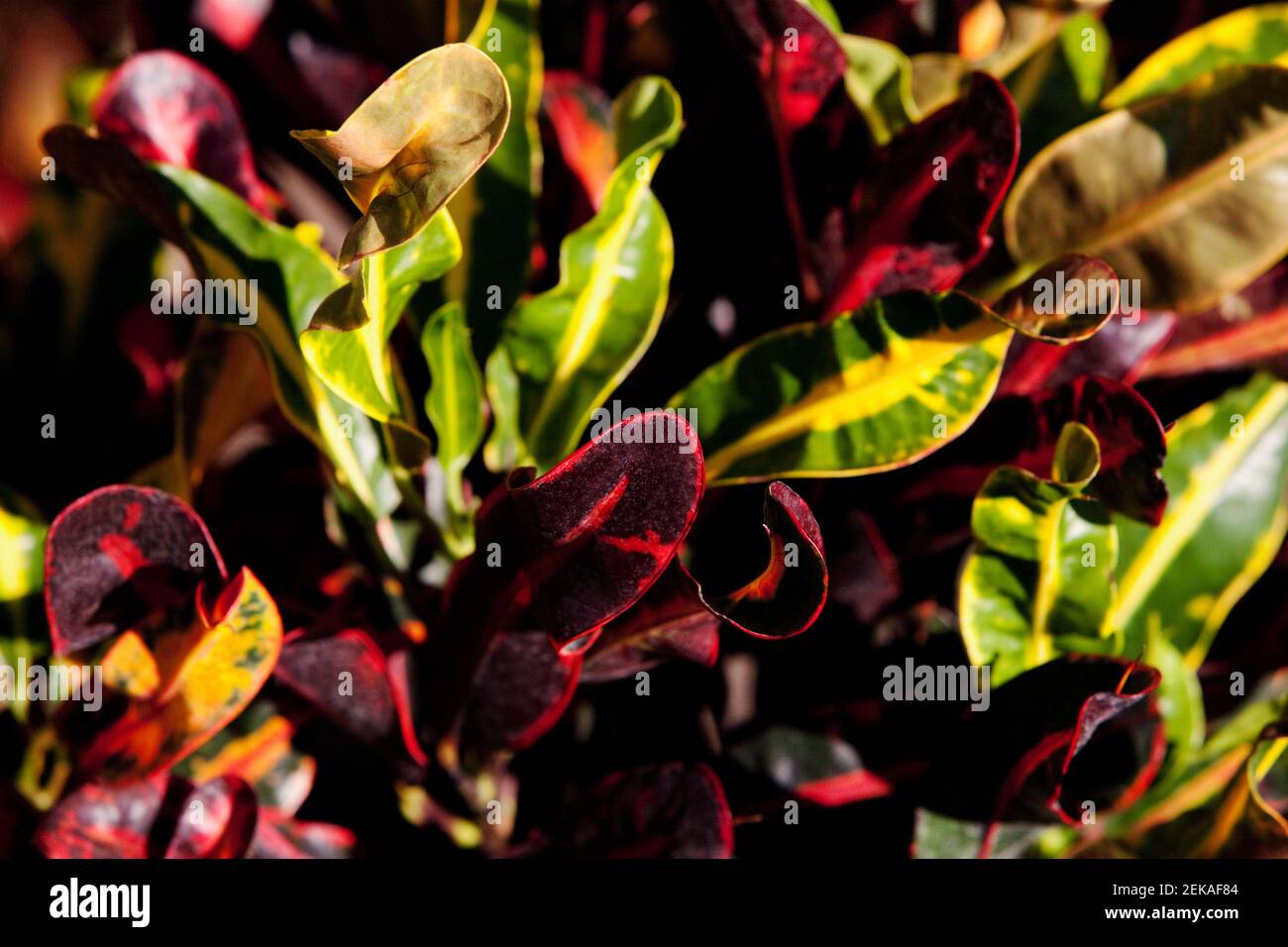Red leaf florida plants hi-res stock photography and images - Alamy