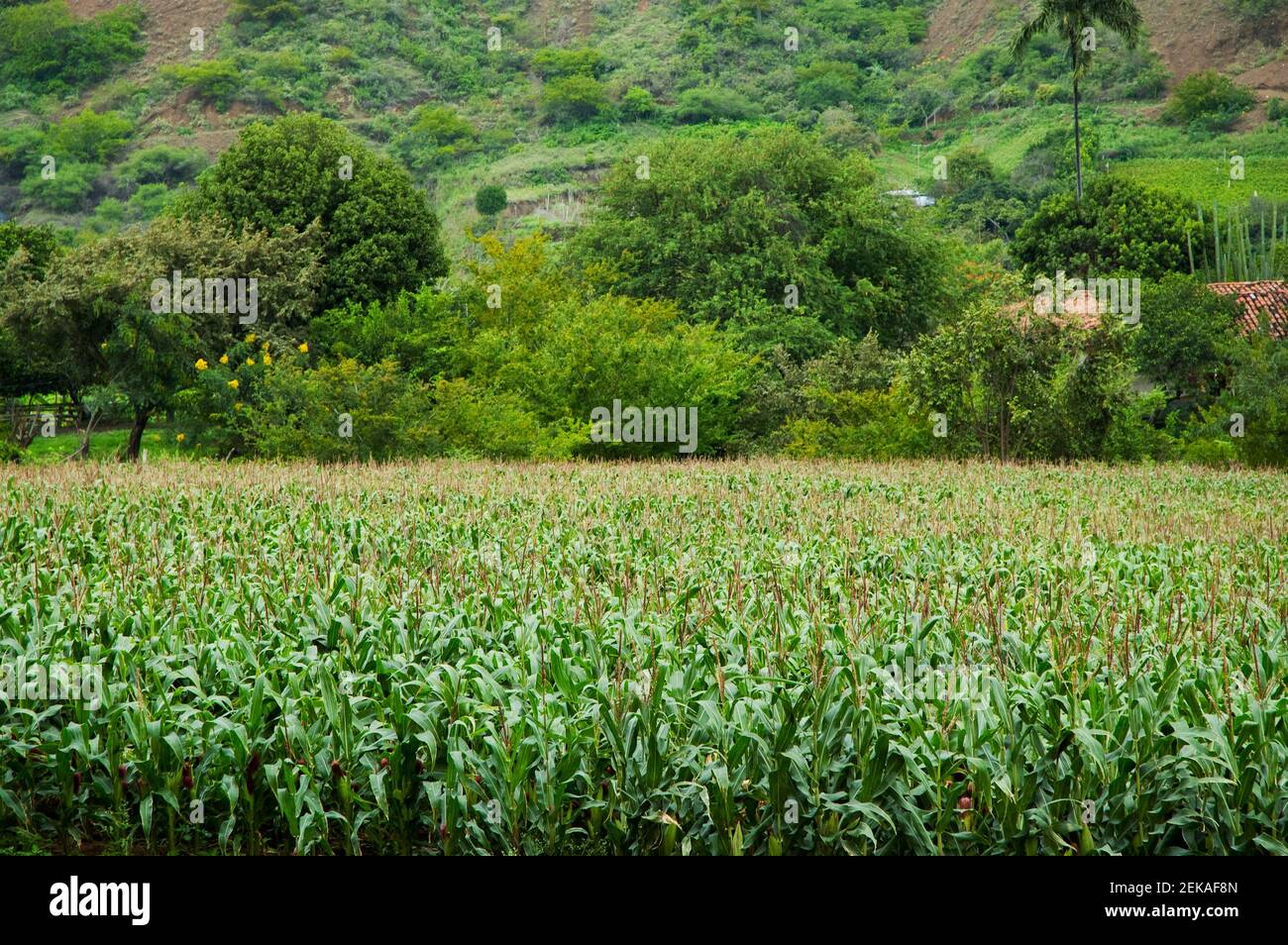 Maize crop colombia hi-res stock photography and images - Alamy