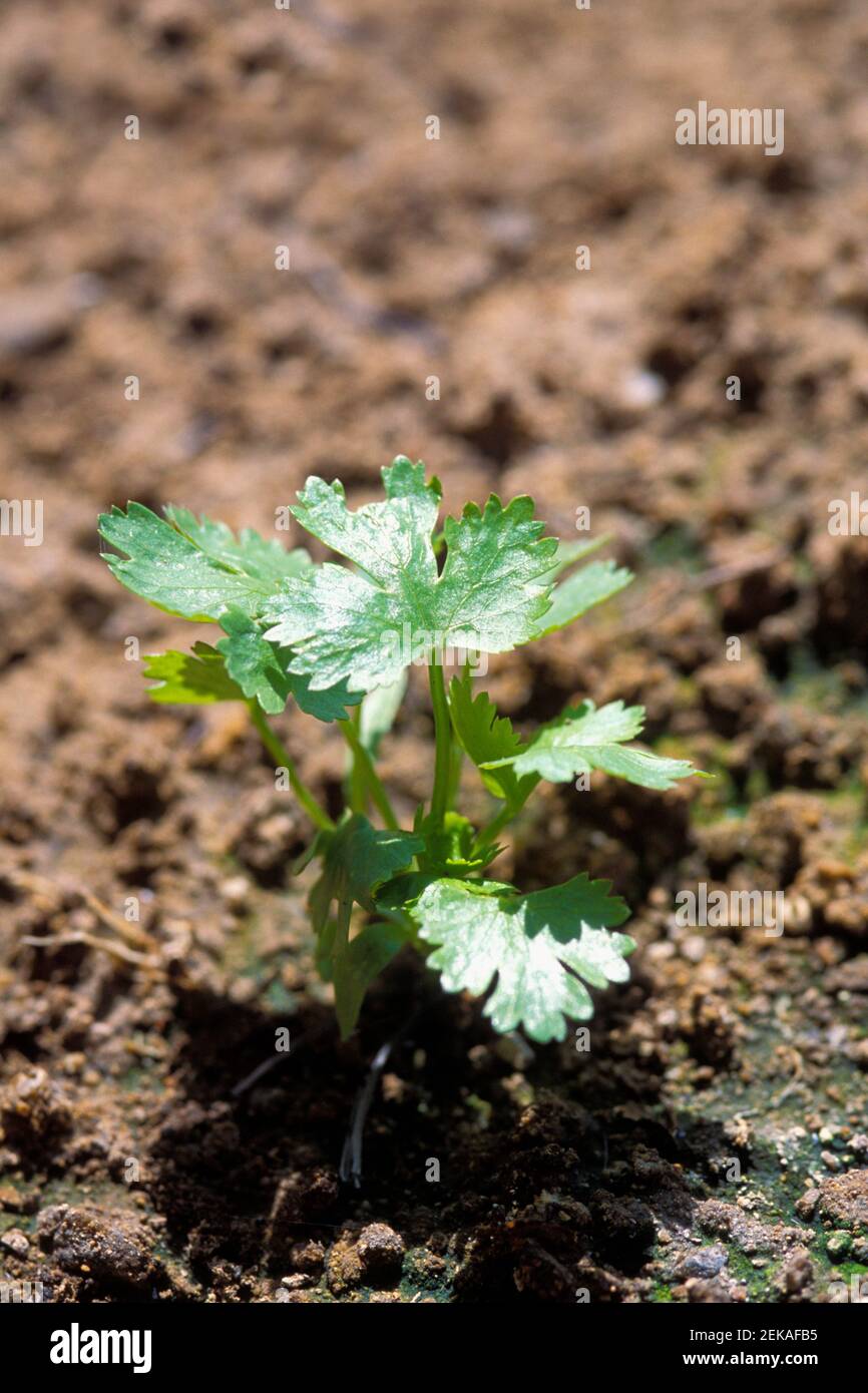 Cilantro sprout hi-res stock photography and images - Alamy