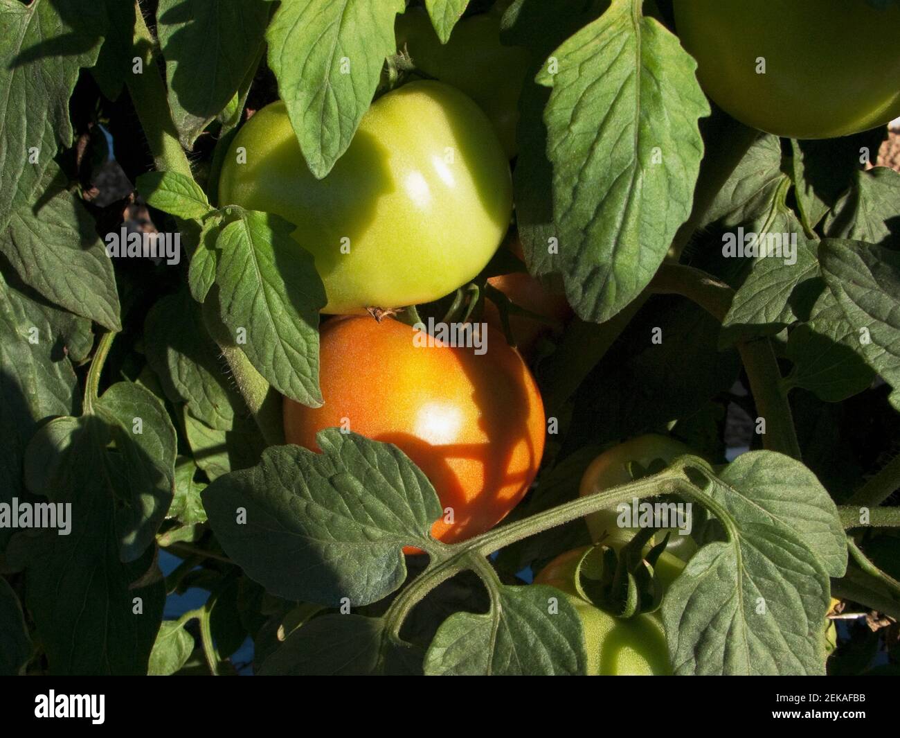 Homestead miami dade county florida united states hi-res stock ...