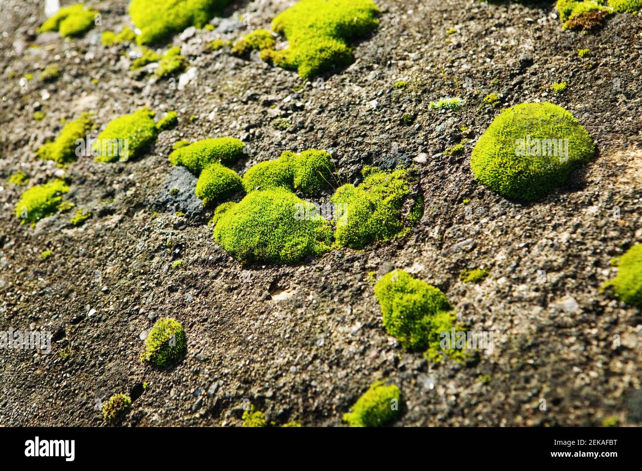 Moss on a rock Stock Photo - Alamy