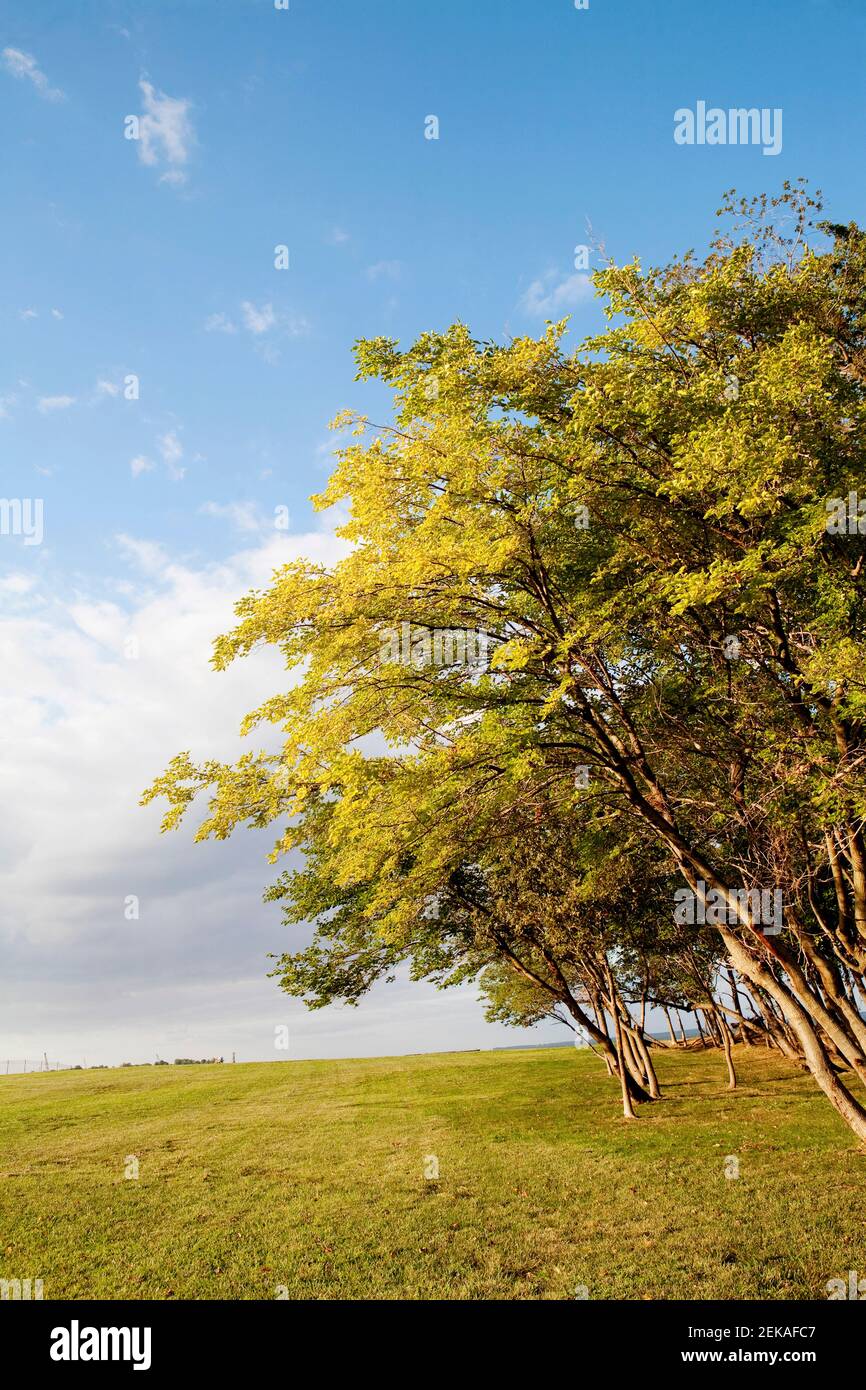 Trees in a field, Baltimore, Maryland, USA Stock Photo - Alamy