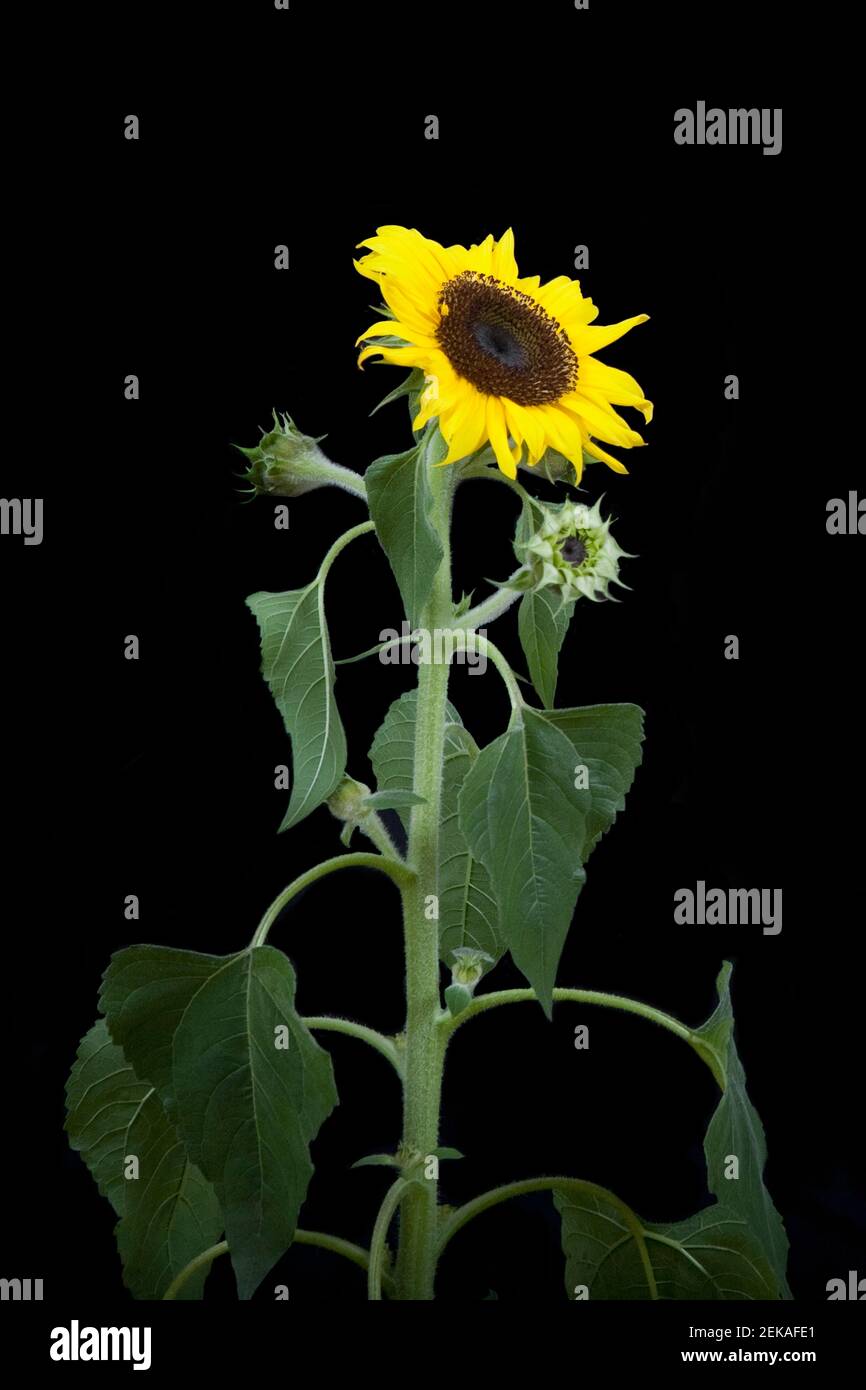 Inside a sunflower head hi-res stock photography and images - Alamy