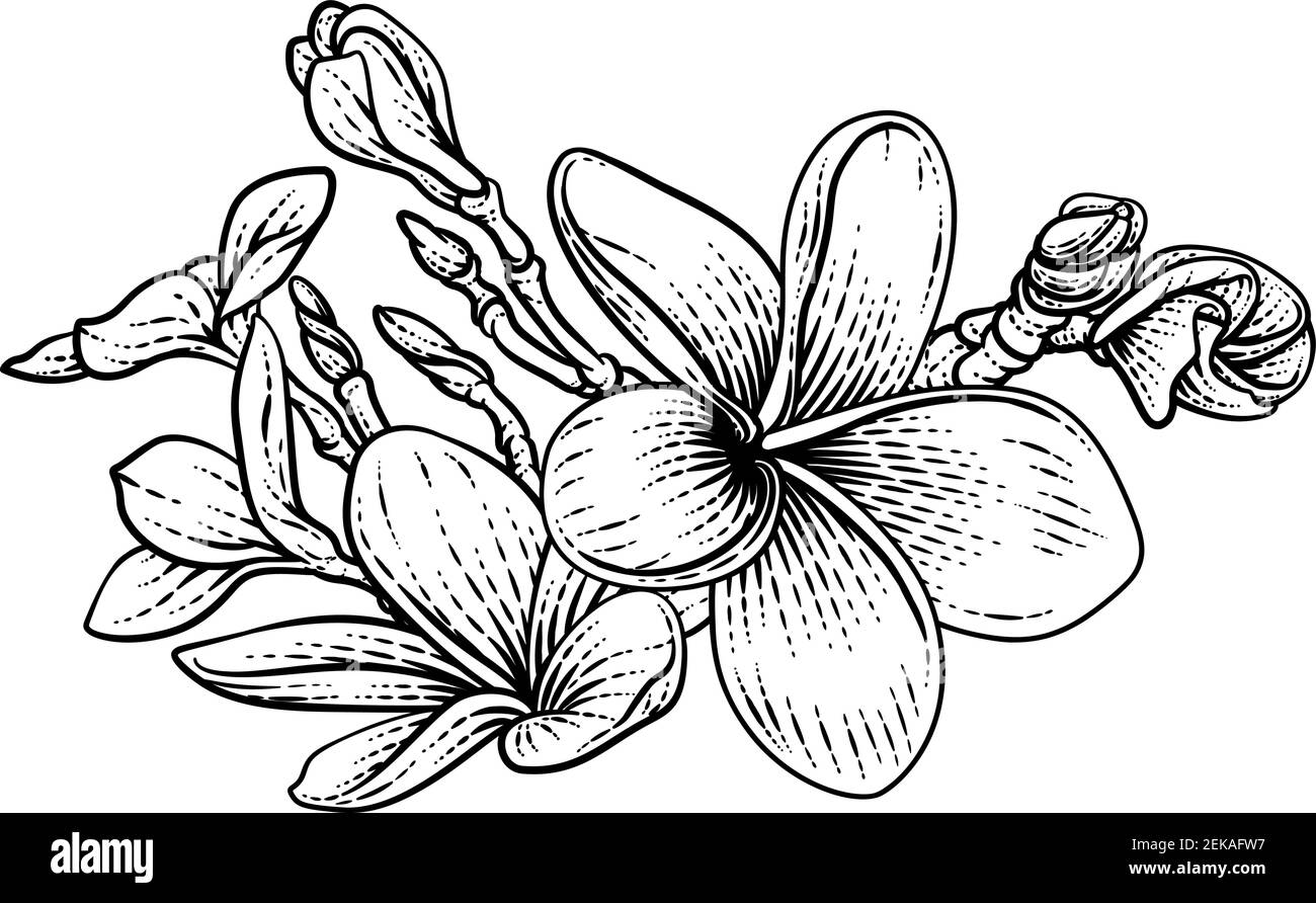 Plumeria Frangipani Tropical Bali Flower Drawing Stock Vector Image ...