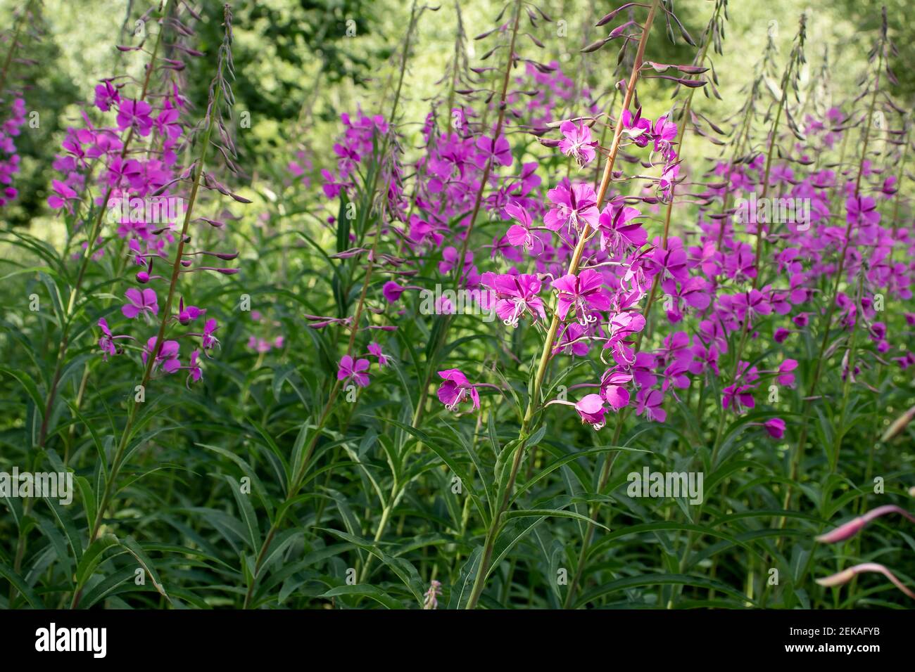 Blooming fireweed known as blooming sally in a summer meadow Stock ...