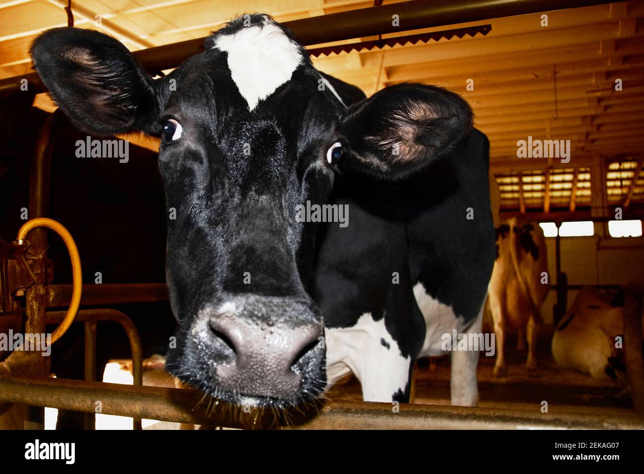 Cows stable usa hi-res stock photography and images - Alamy