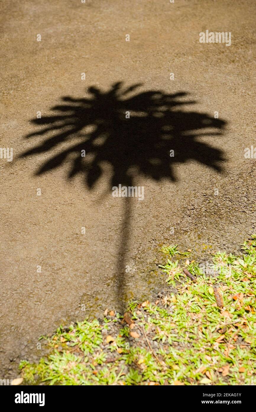 Shadow of a palm tree, Hawaii Tropical Botanical Garden, Hilo, Big ...