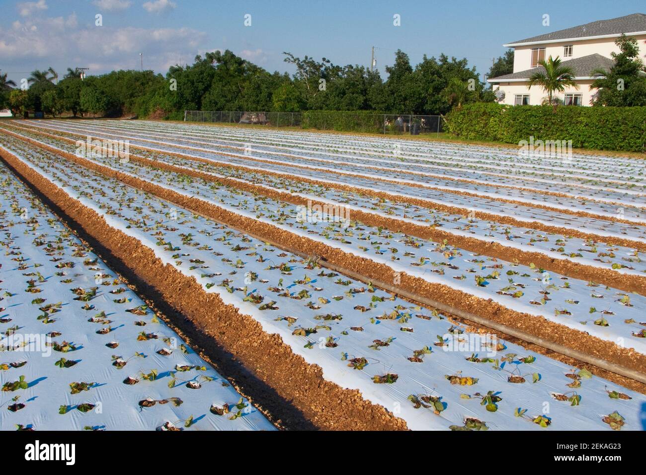 Strawberry crop in a field, Homestead, Miami Dade County, Florida, USA ...