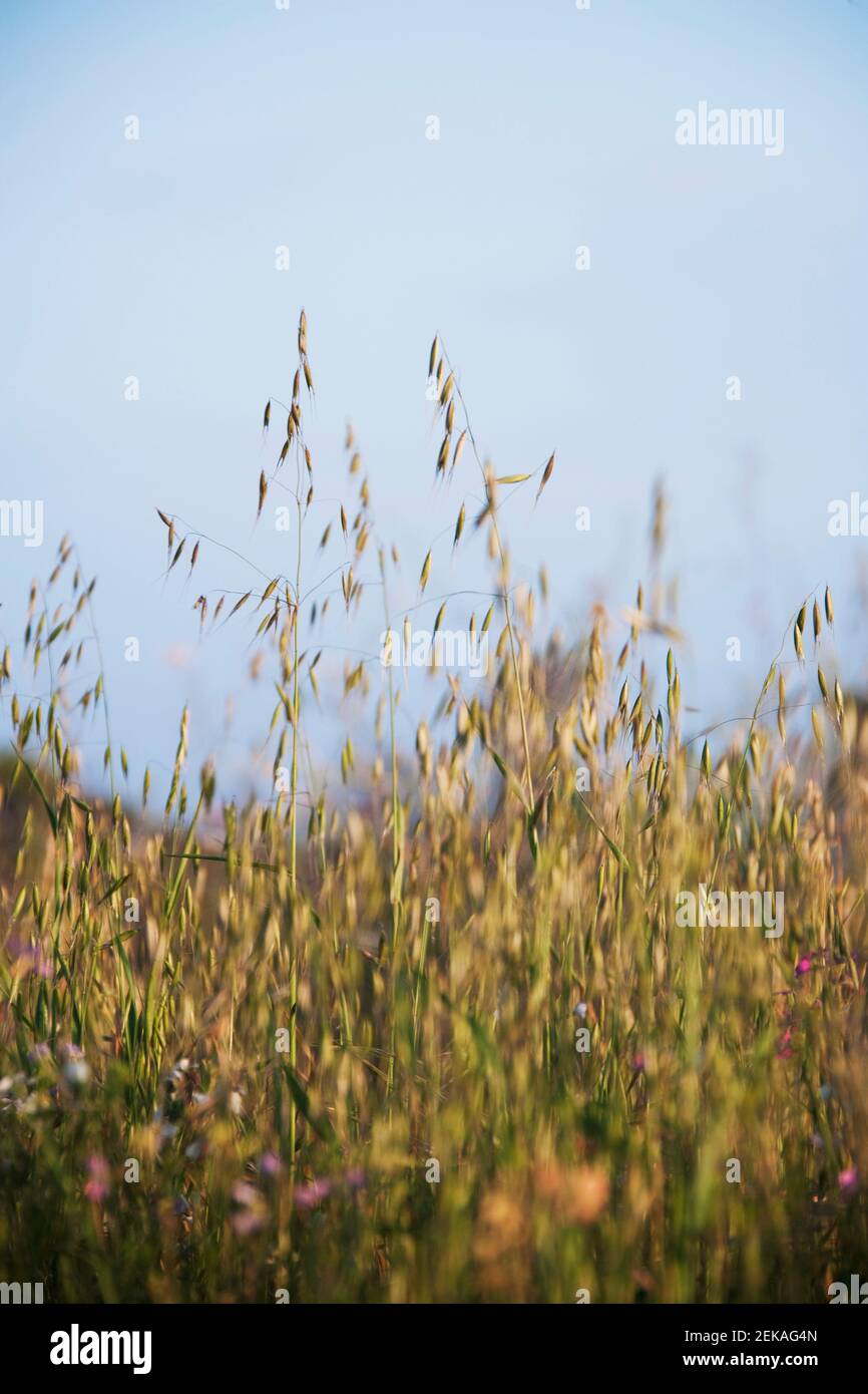 Reeds on the beach, Miami Beach, Florida, USA Stock Photo - Alamy