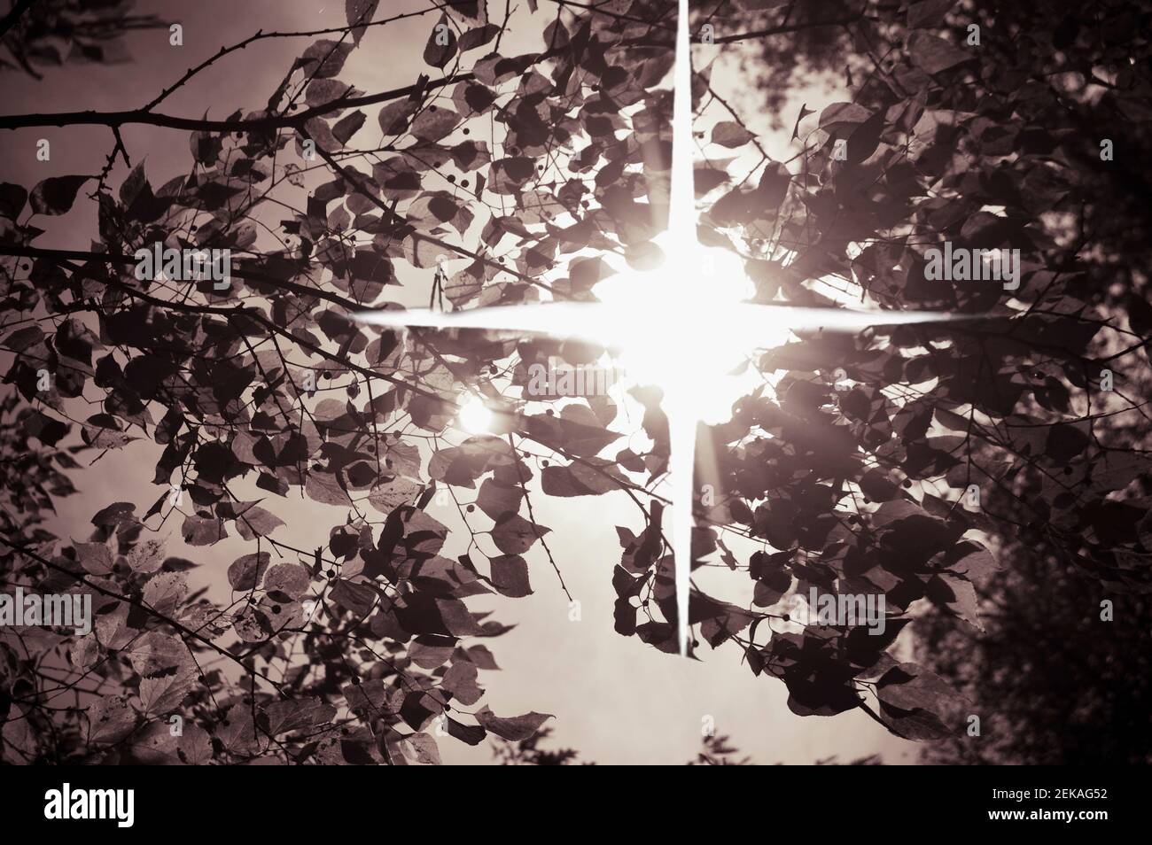 Sun shining through leaves Stock Photo - Alamy