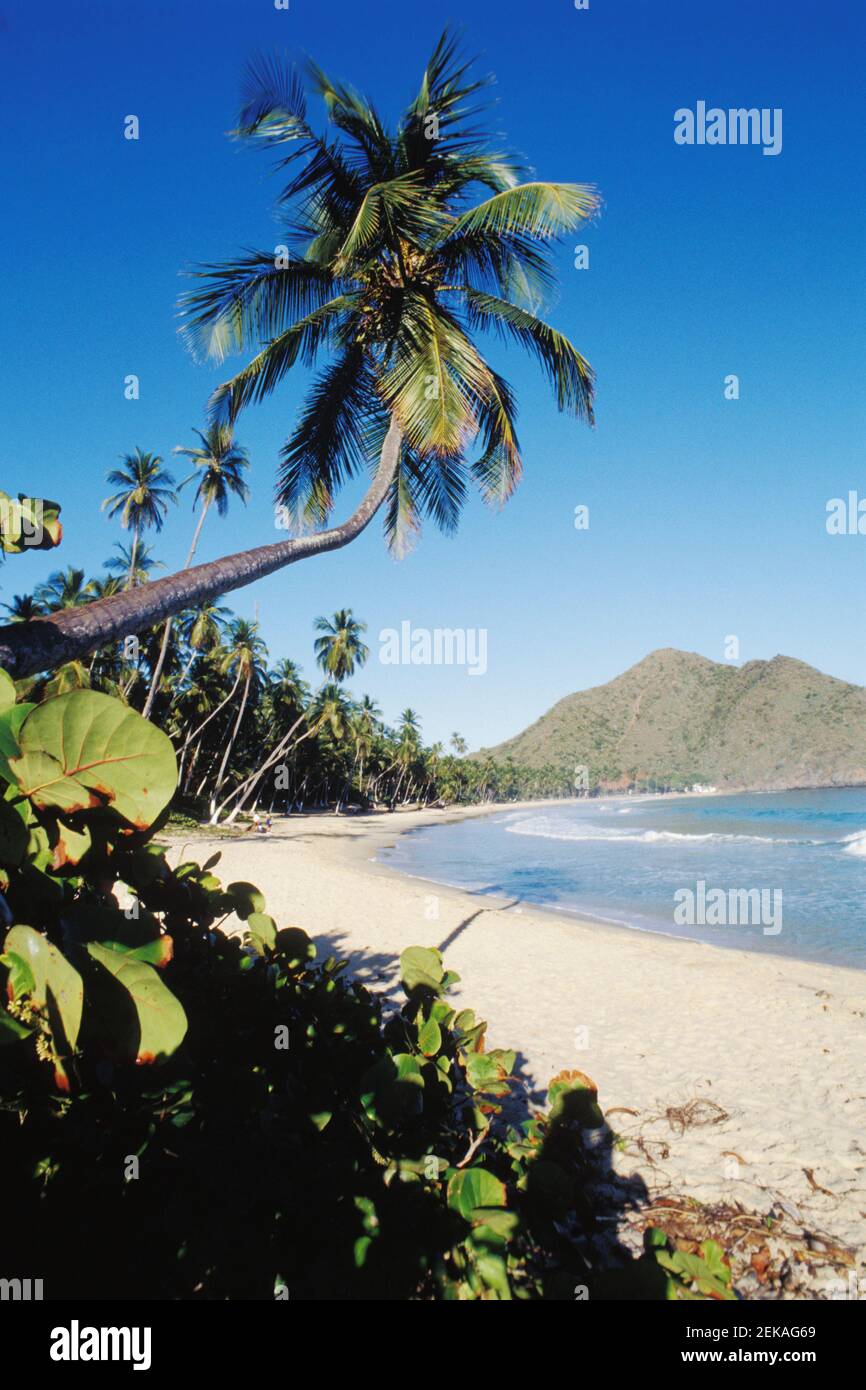 Palm trees venezuela hi-res stock photography and images - Alamy