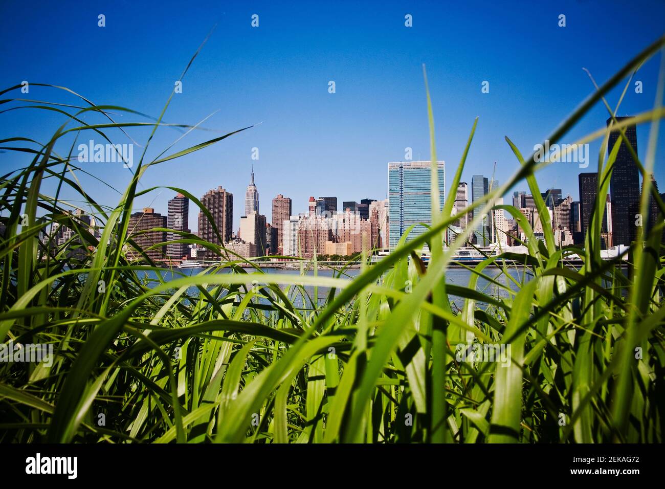 Corn field with Manhattan skyline in the background, New York City, New ...