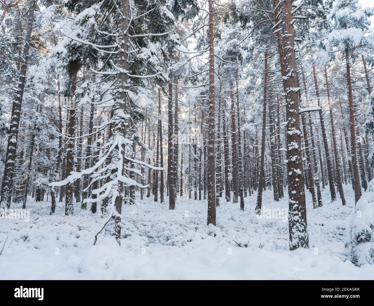 Snowy forest with snow covered spruce trees. Nature winter background ...