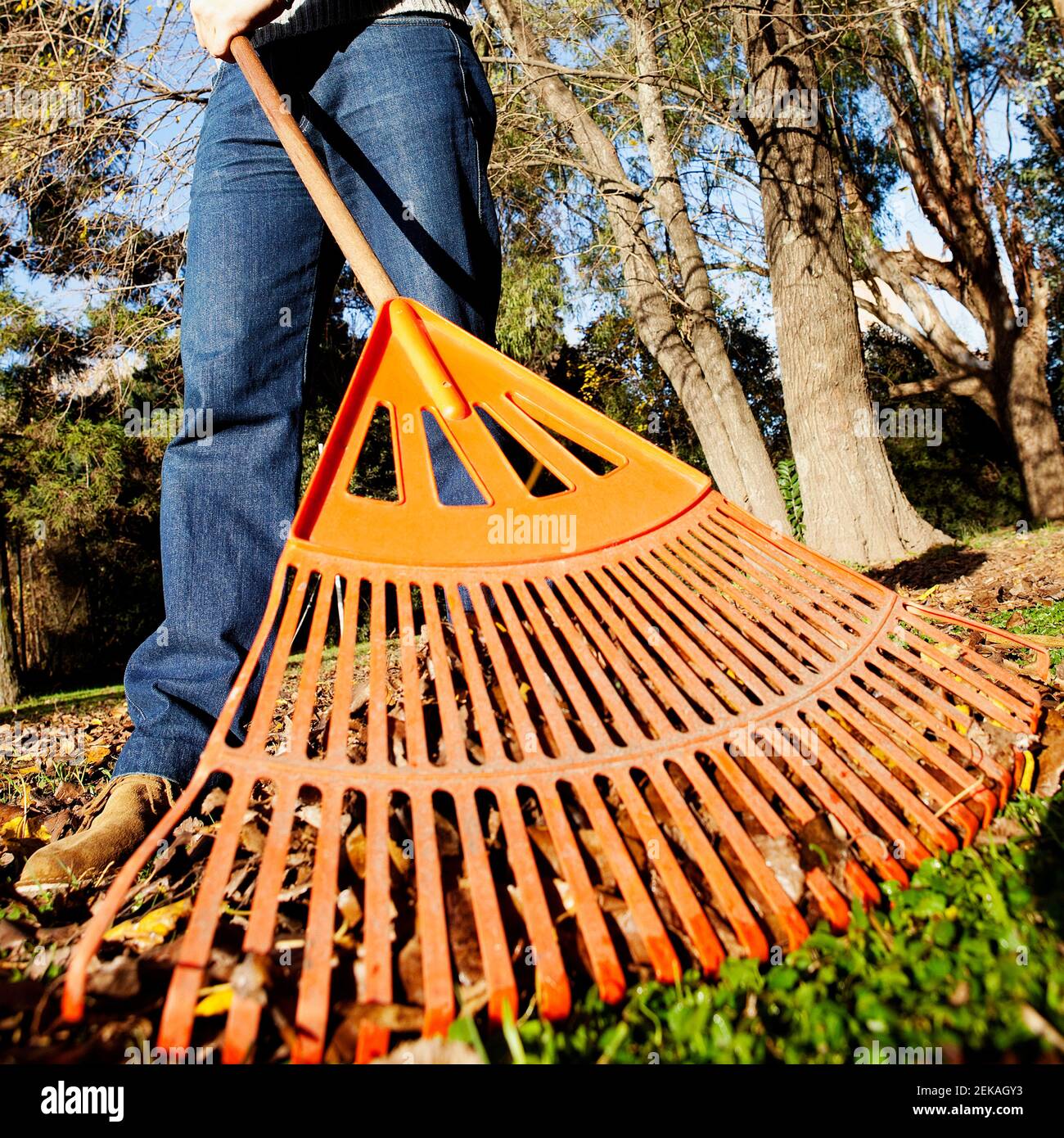 Man raking leaves Stock Photo - Alamy