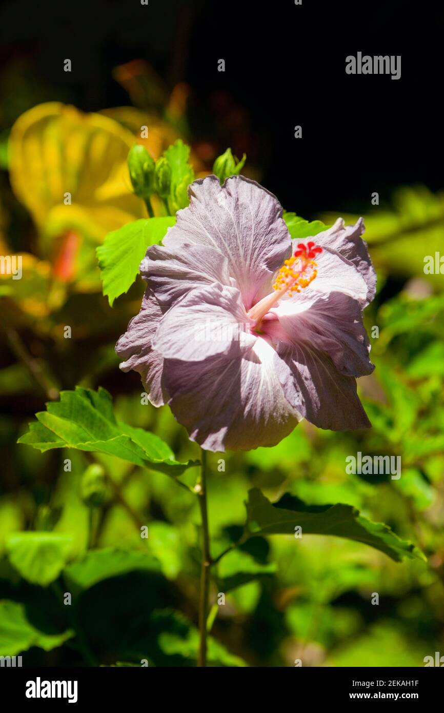 Close up of a Hawaiian Hibiscus flower, Hawaii Tropical Botanical ...