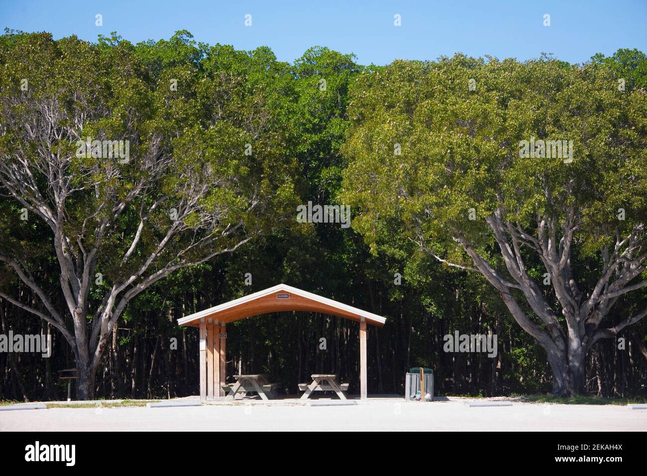 Trees in a field, John Pennekamp Coral Reef State Park, Key Largo ...