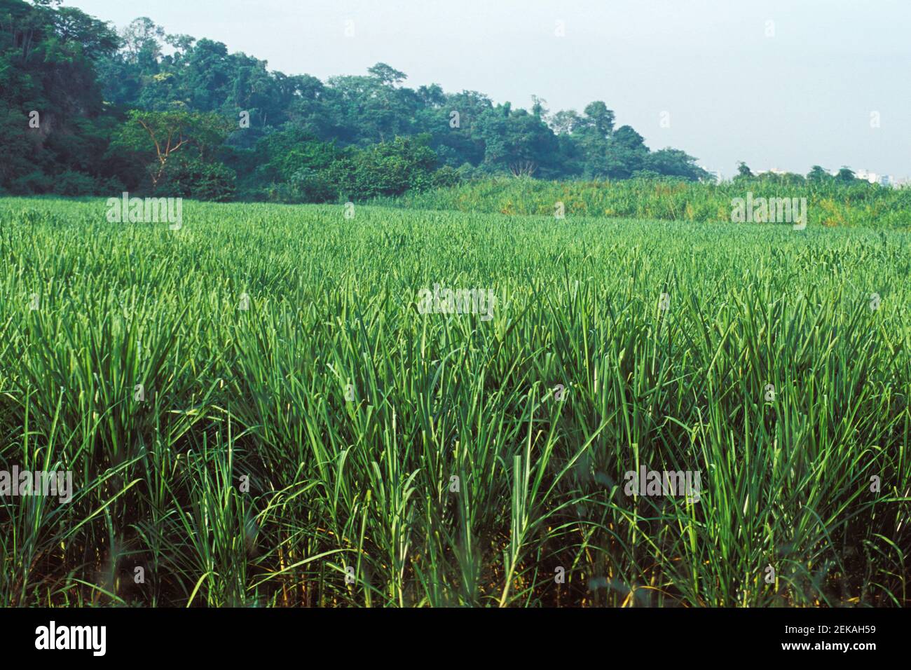 Crop in a field Stock Photo - Alamy