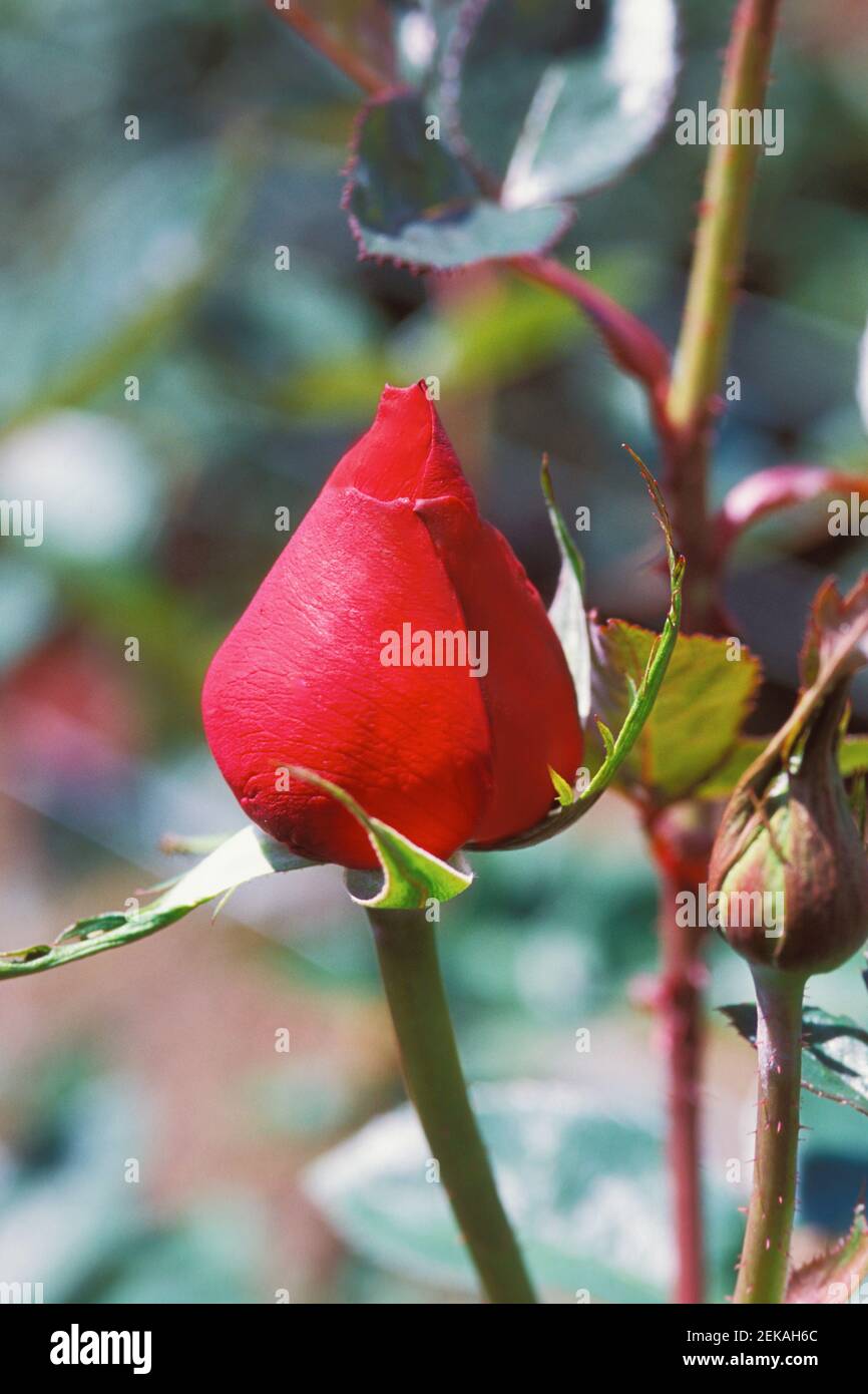 Close up of a red rose bud Stock Photo - Alamy