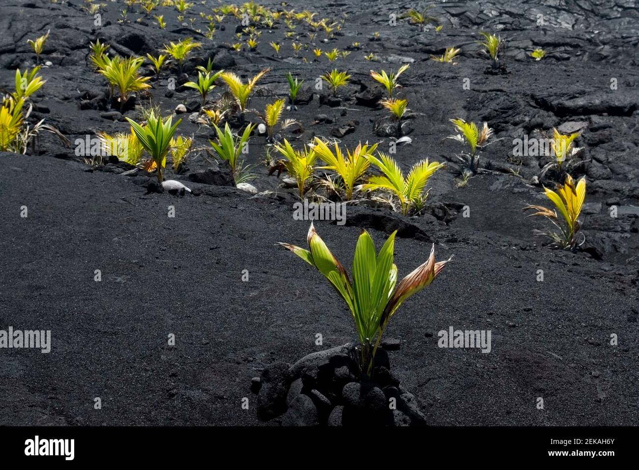Plants on a volcanic landscape, Kalapana, Big Island, Hawaii, USA Stock ...