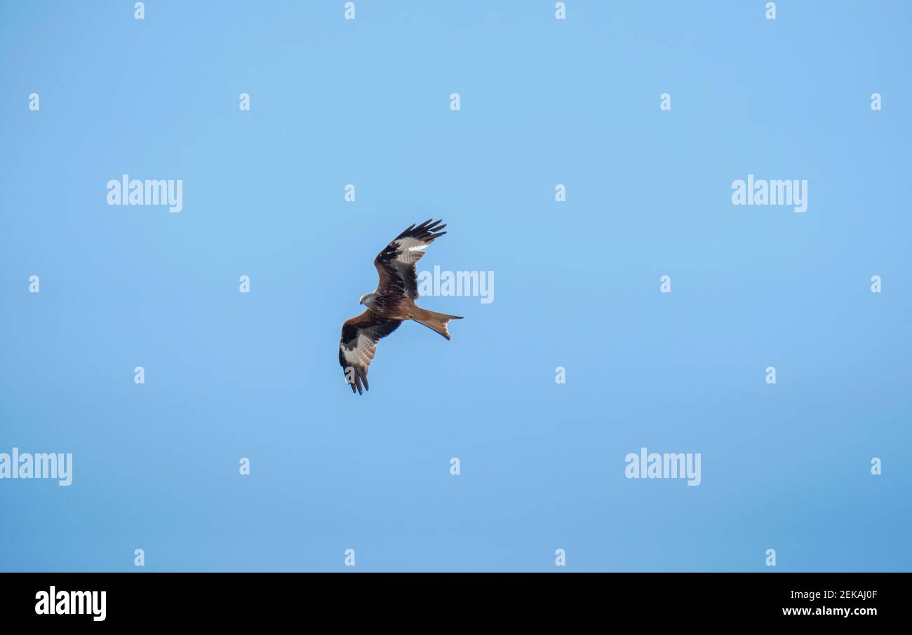 Flying red kite in blue sky hi-res stock photography and images - Alamy