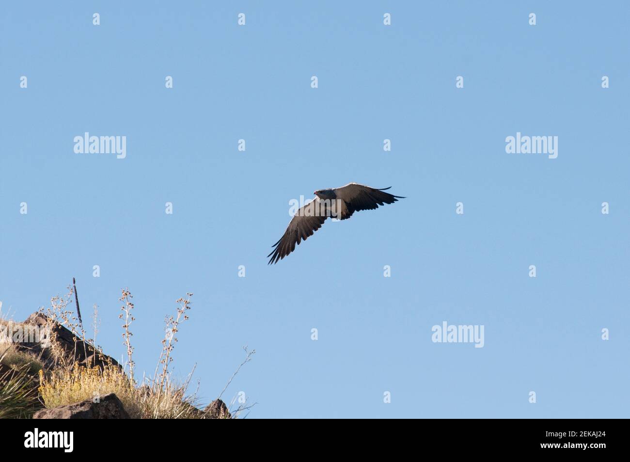 Eagle flying in the sky, Moquehue Lake, Cordillera de los Andes ...