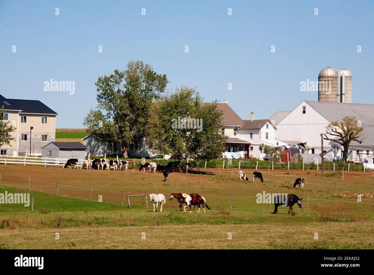 Cows and horses in a field, Amish Farm, Lancaster, Pennsylvania, USA ...