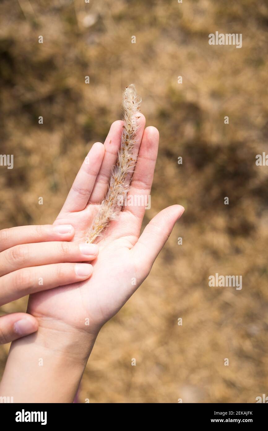 Holding a grass in the palm of your hand Stock Photo - Alamy