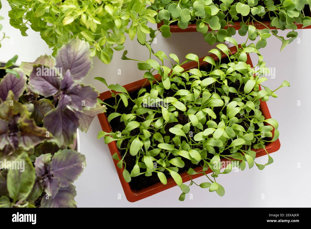 Edible watercress hi-res stock photography and images - Alamy