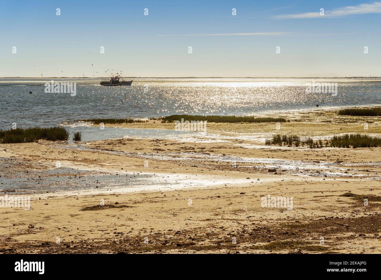 Ria formosa national park bird hi-res stock photography and images - Alamy