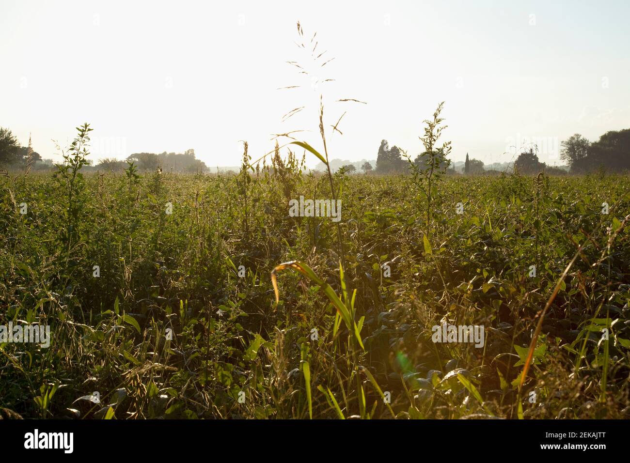 Crop in a field at dawn Stock Photo - Alamy