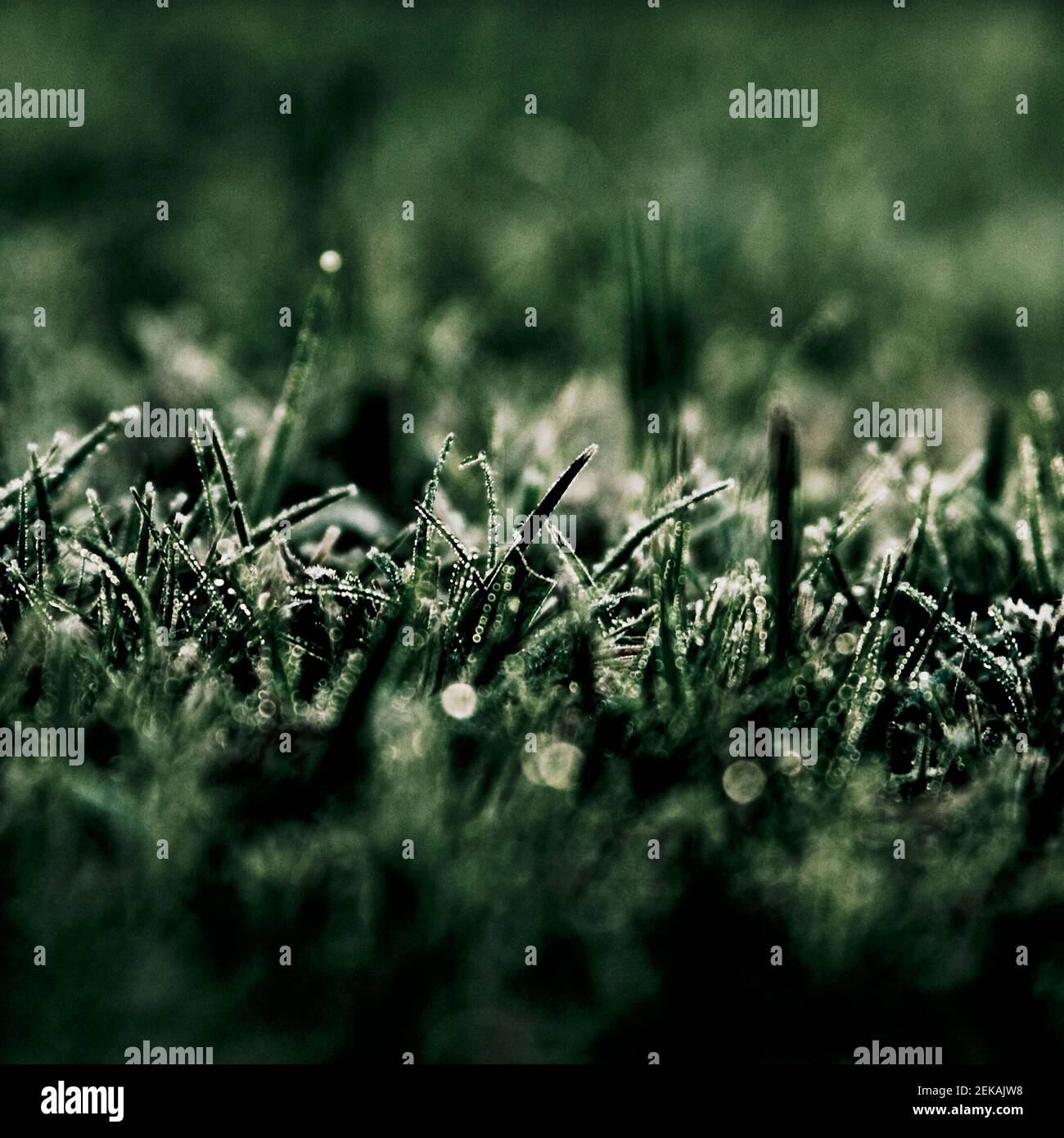 Morning dew on a new green grass hi-res stock photography and images ...
