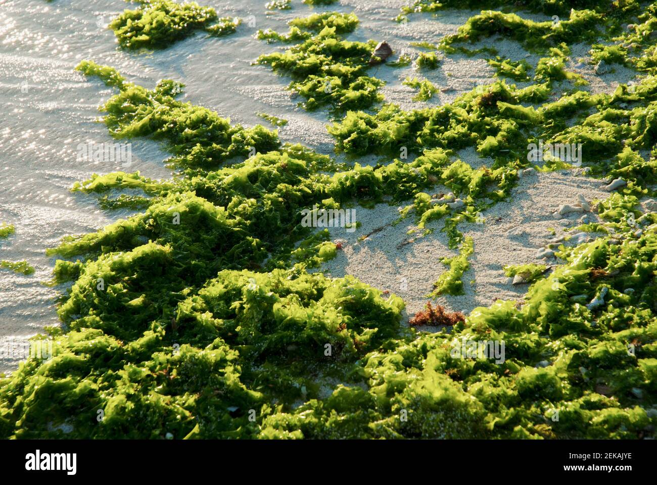 Seaweed on the beach Stock Photo - Alamy