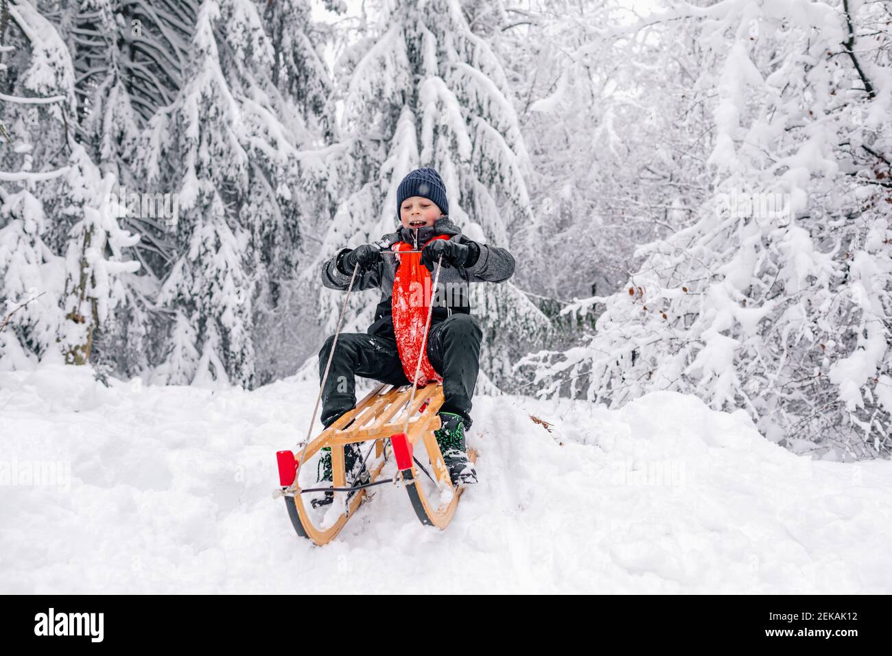 Playful boy sledding while sitting on sled in forest during winter ...
