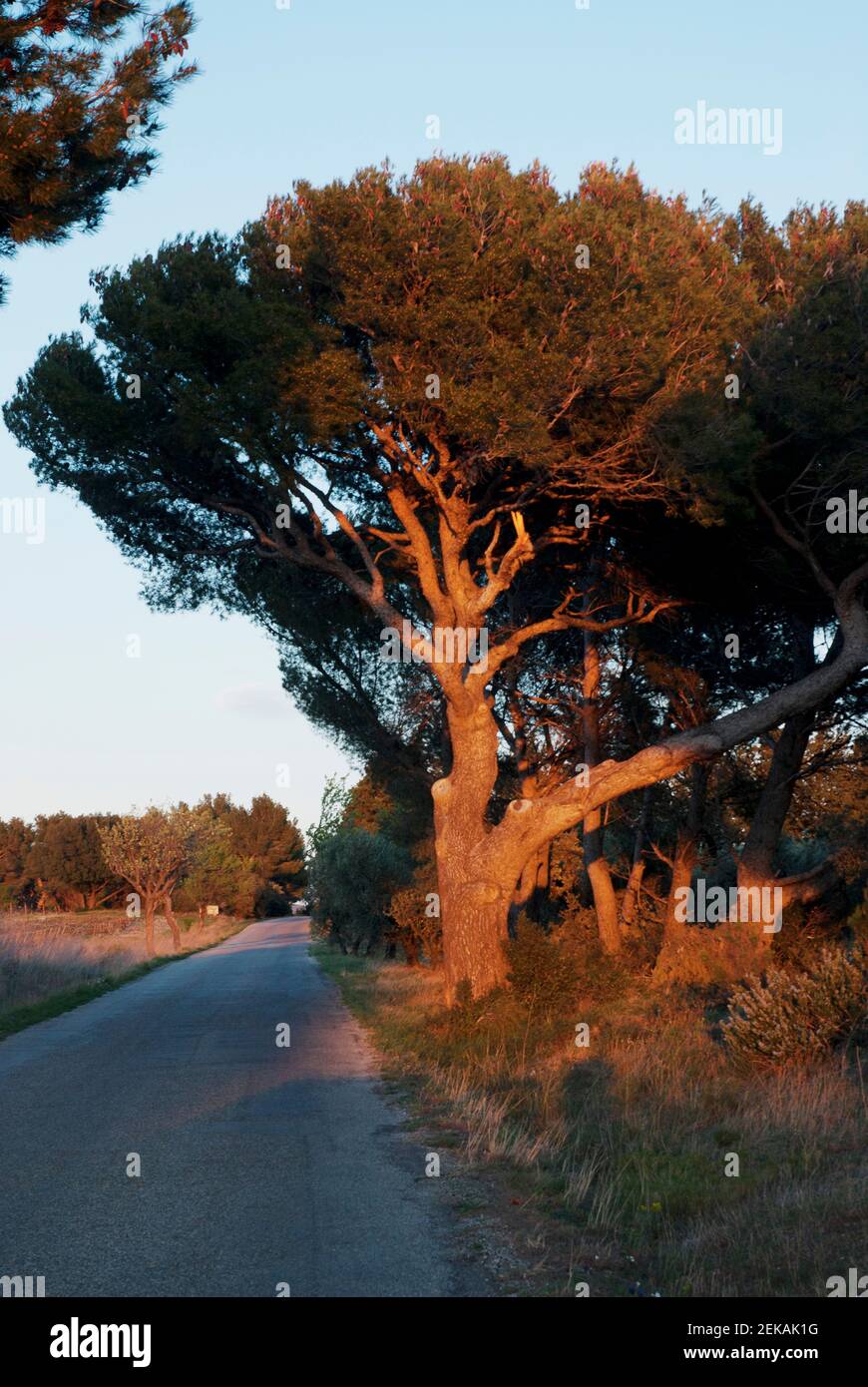 Sunlight falling on tree Stock Photo - Alamy