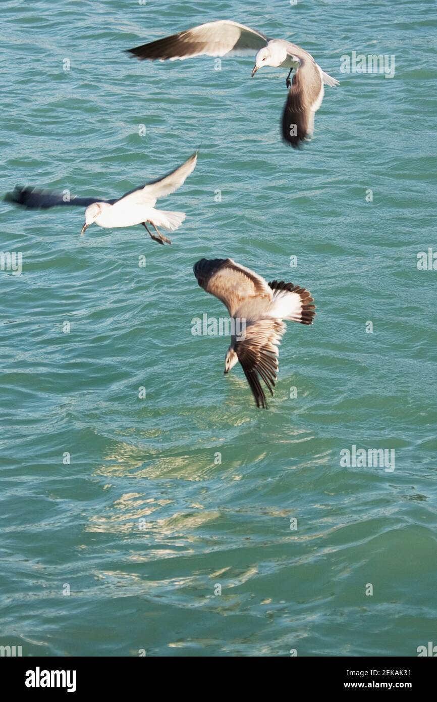 Three seagulls flying over the ocean, Key West, Florida, USA Stock ...