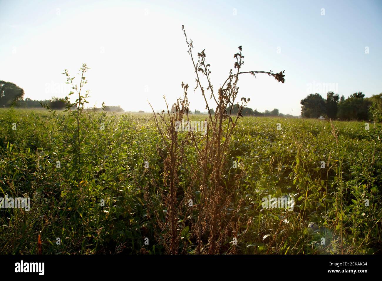 Crop in a field at dawn Stock Photo - Alamy