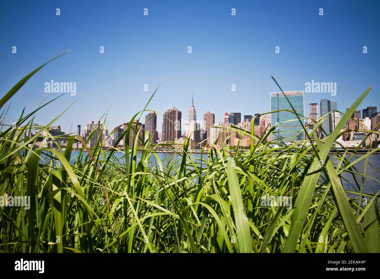 Corn field with Manhattan skyline in the background, New York City, New ...