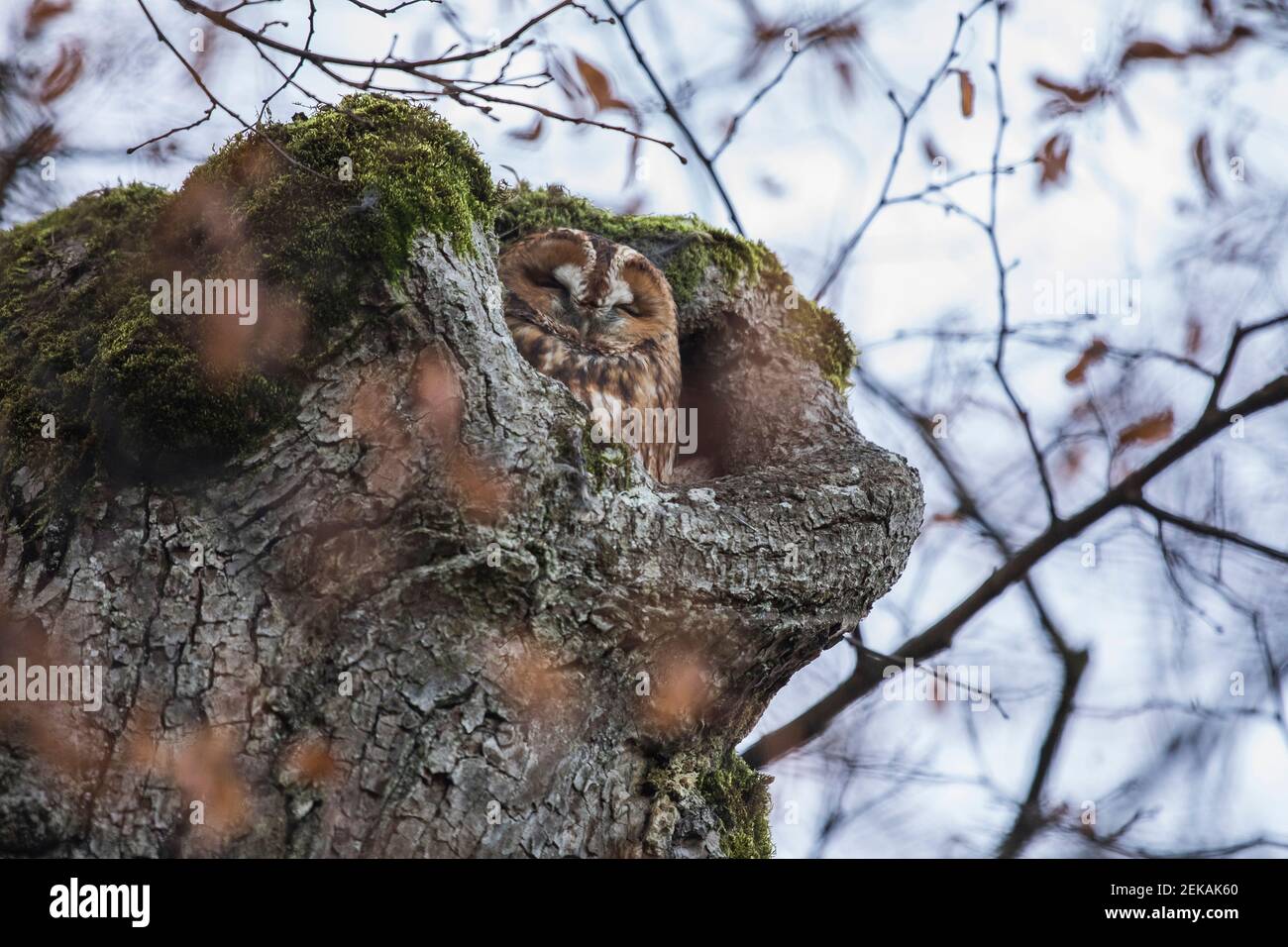 Hiding owl hi-res stock photography and images - Alamy