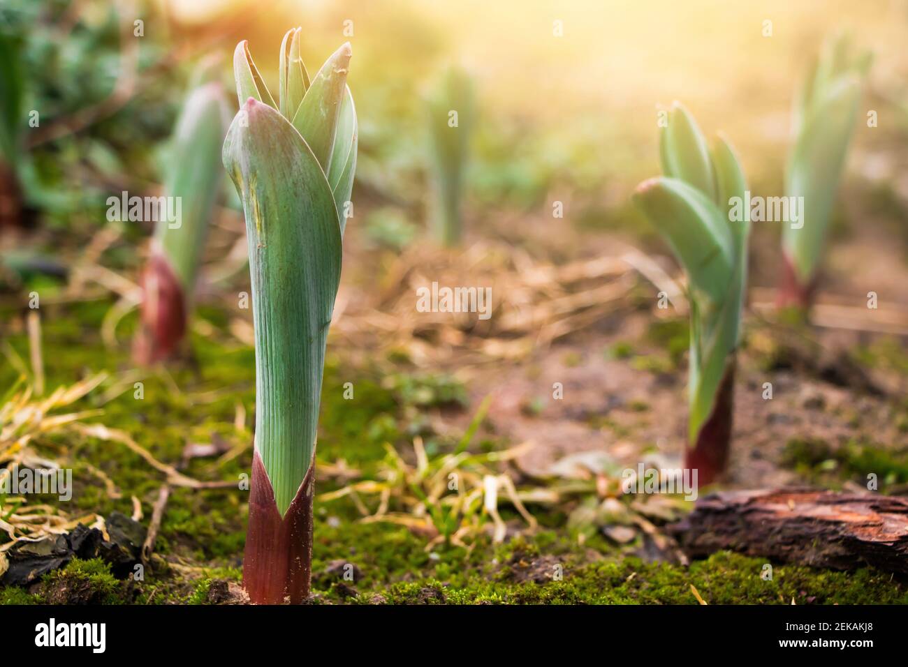 Budding Spring Flowers