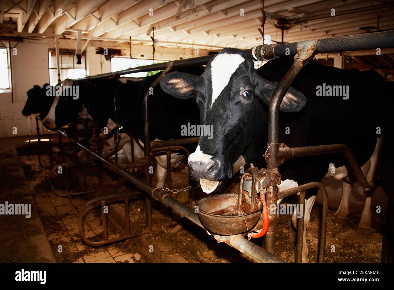 Cows stable usa hi-res stock photography and images - Alamy