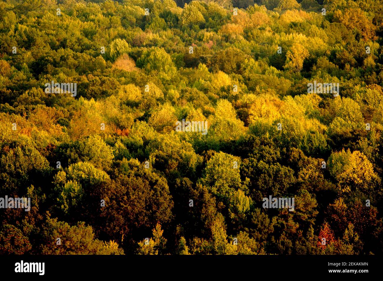 High angle view of trees in autumn, Virginia, USA Stock Photo - Alamy