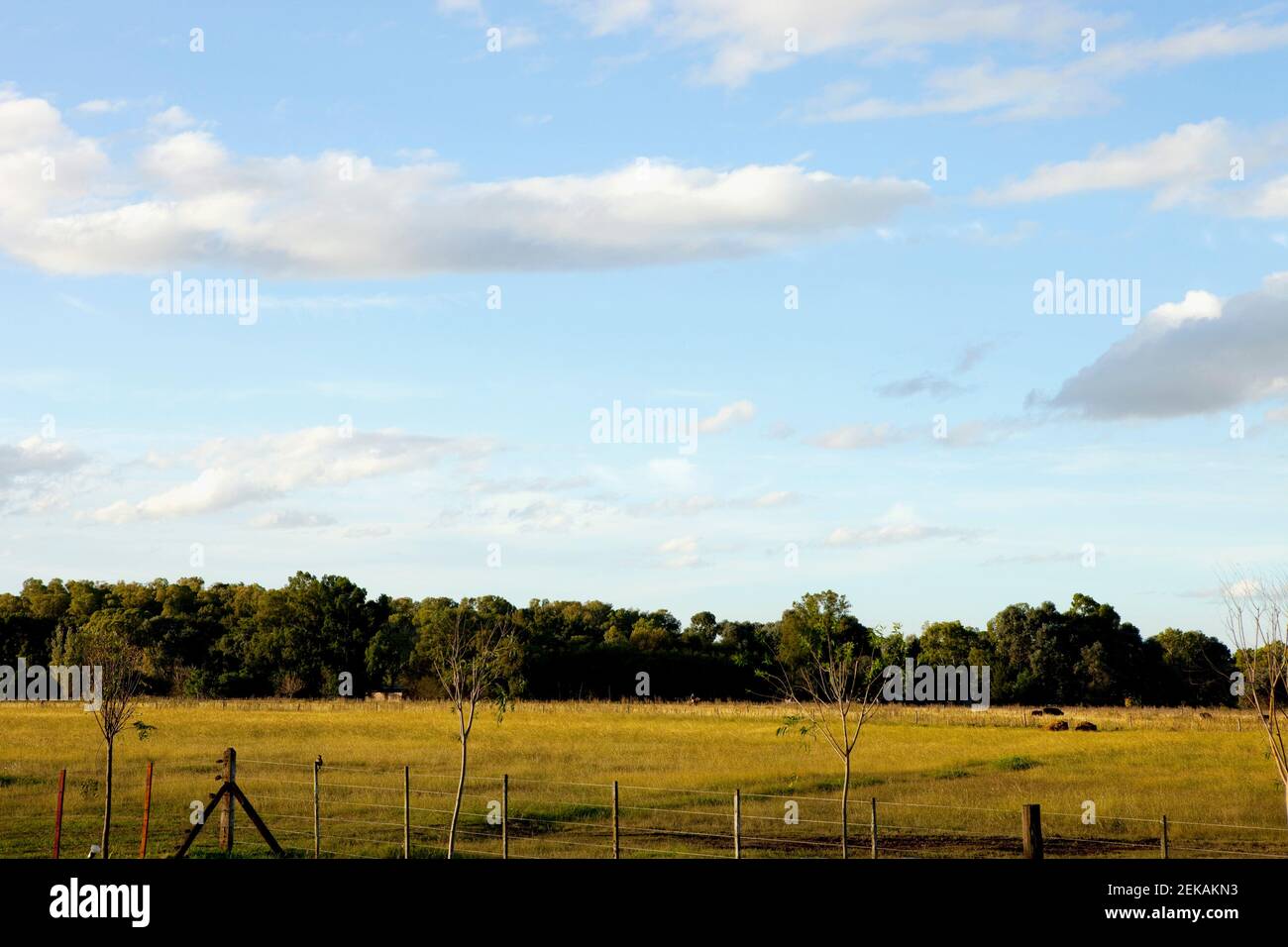Trees in a landscape at sunrise Stock Photo - Alamy