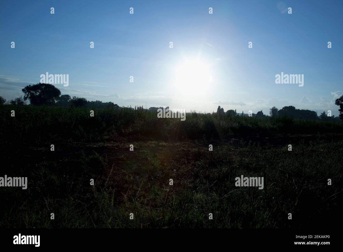 Crop in a field at dawn Stock Photo - Alamy