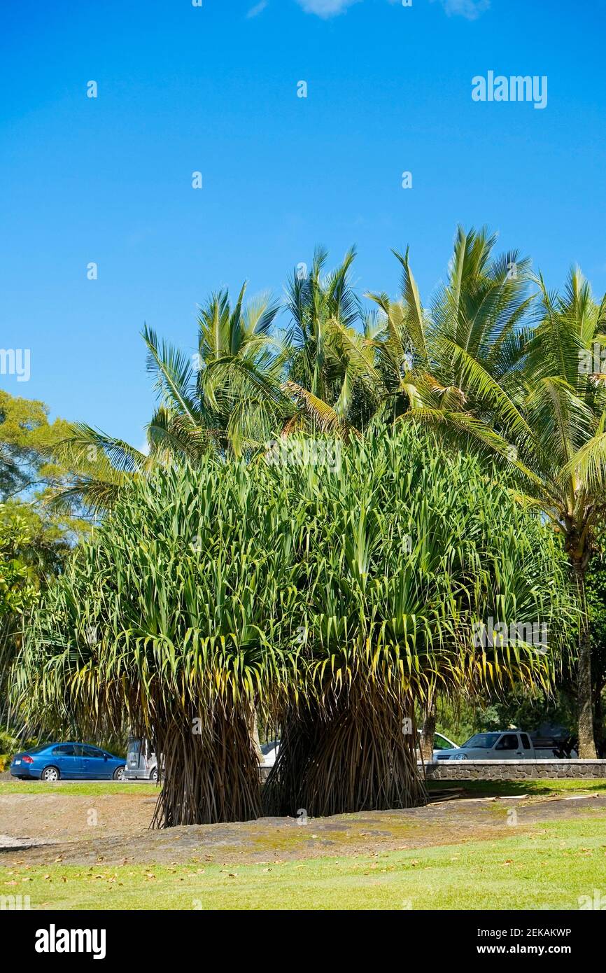 Trees in a park with cars in the background, Liliuokalani Park and ...