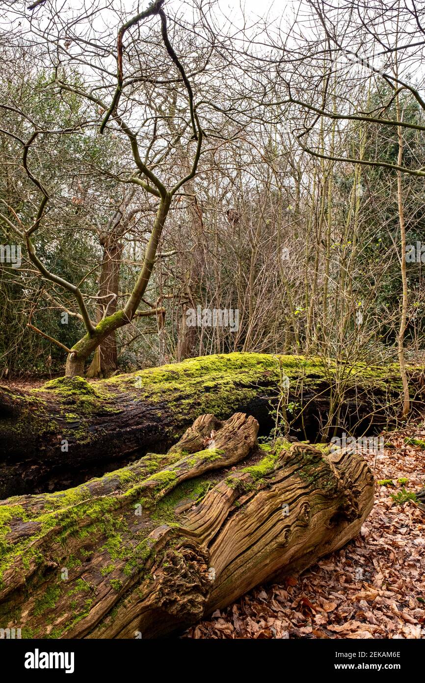 Old fallen beech hi-res stock photography and images - Alamy