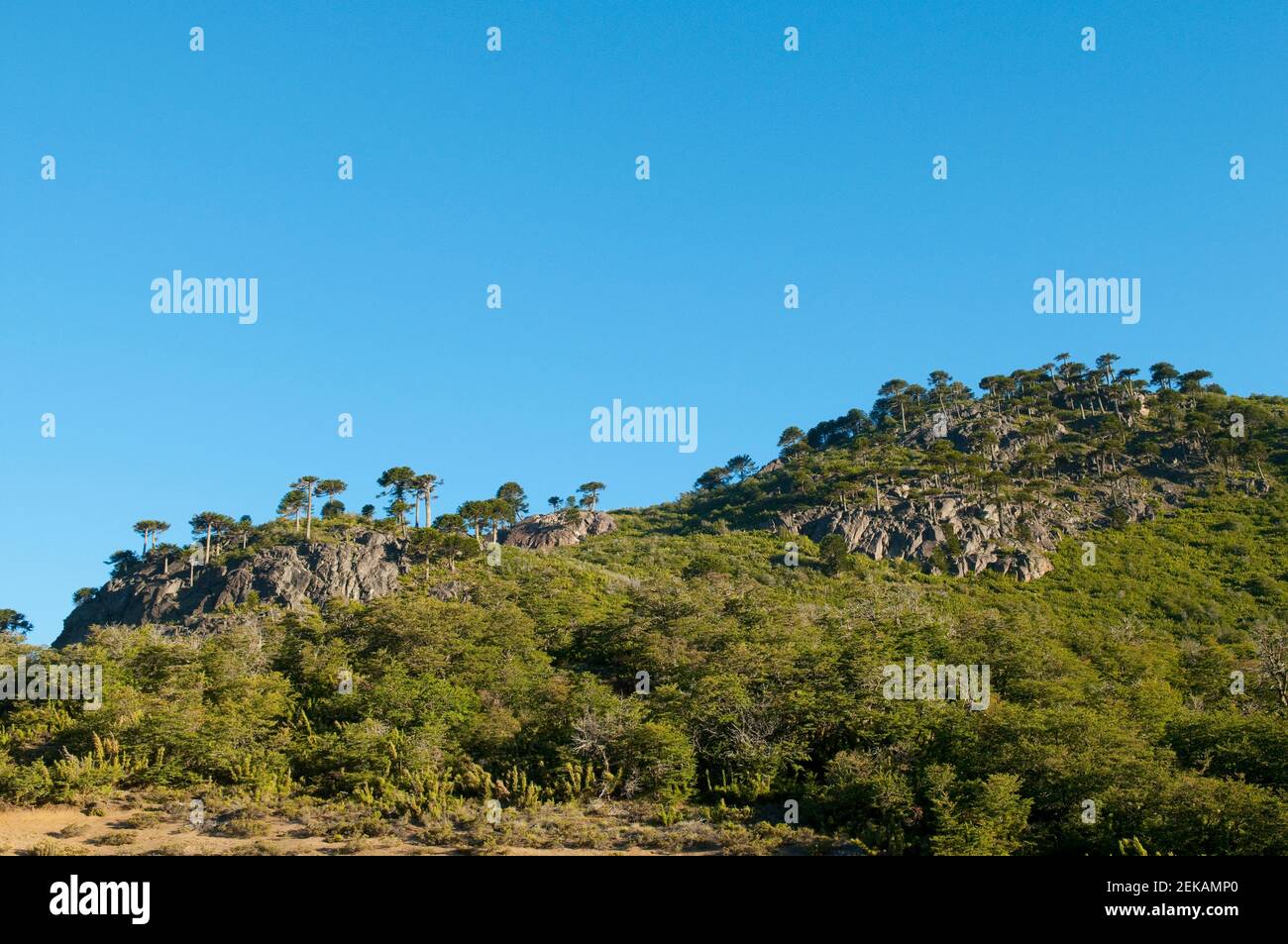 Pehuen trees in a forest, Cordillera de los Andes, Argentina Stock ...